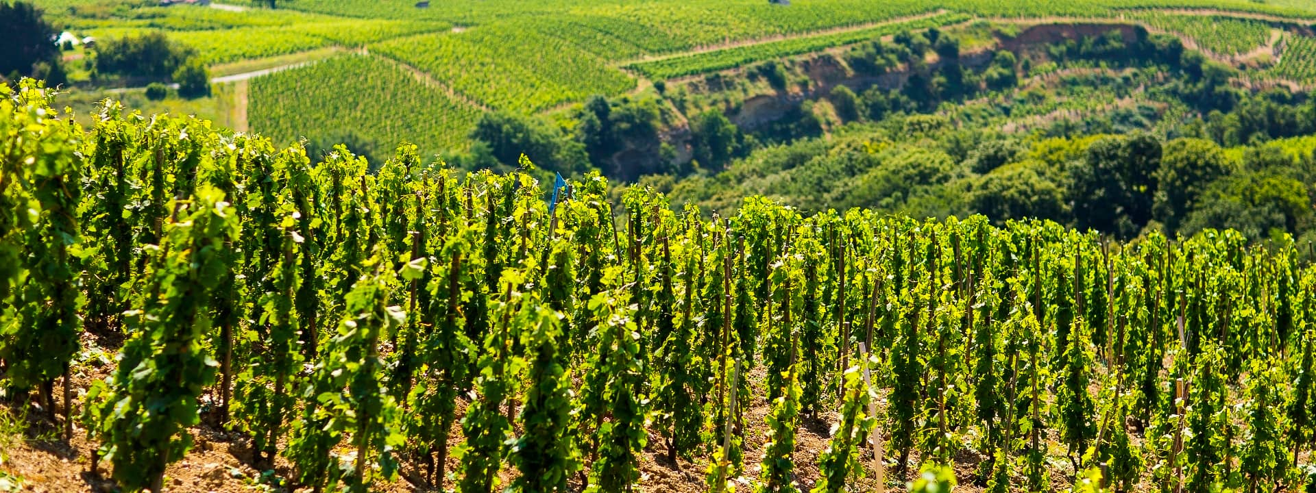 Domaine Rousset | Vente en Ligne | Vins Naturels